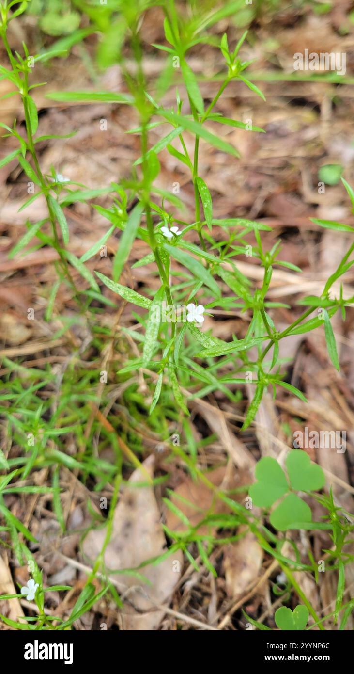 Rust Weed (Polypremum procumbens Stock Photo - Alamy