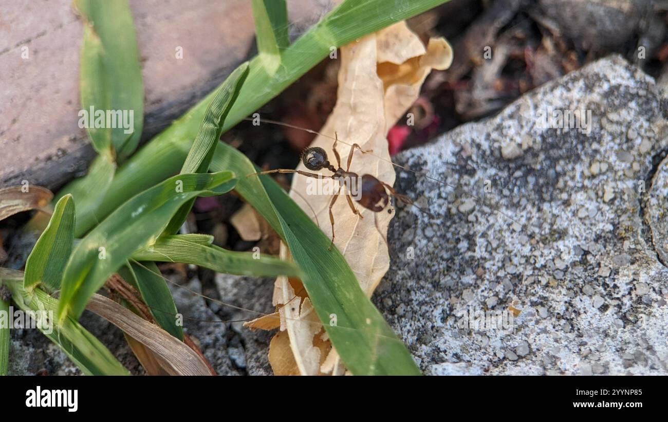 Messor structor hi-res stock photography and images - Alamy