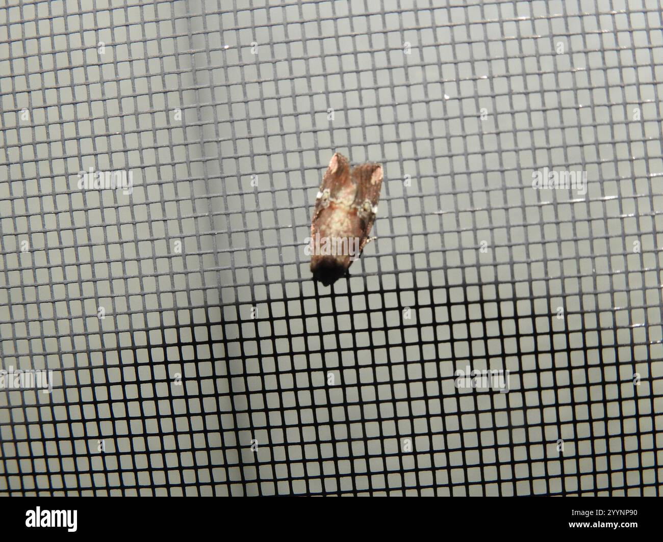 Oak Leafroller Moth (Archips semiferanus Stock Photo - Alamy
