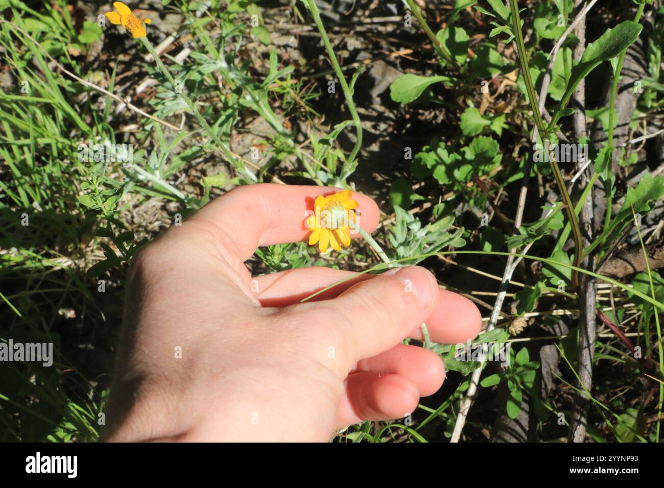 common woolly sunflower (Eriophyllum lanatum Stock Photo - Alamy