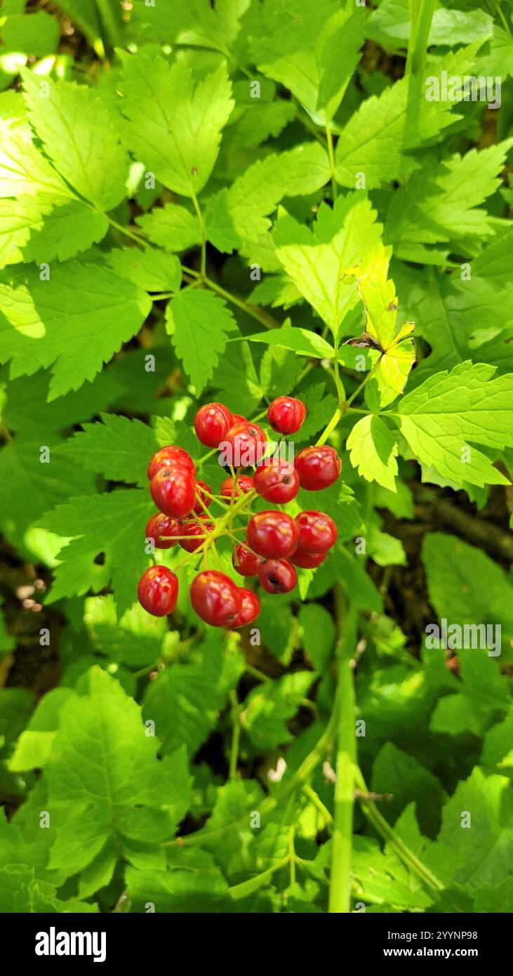 red baneberry (Actaea rubra Stock Photo - Alamy