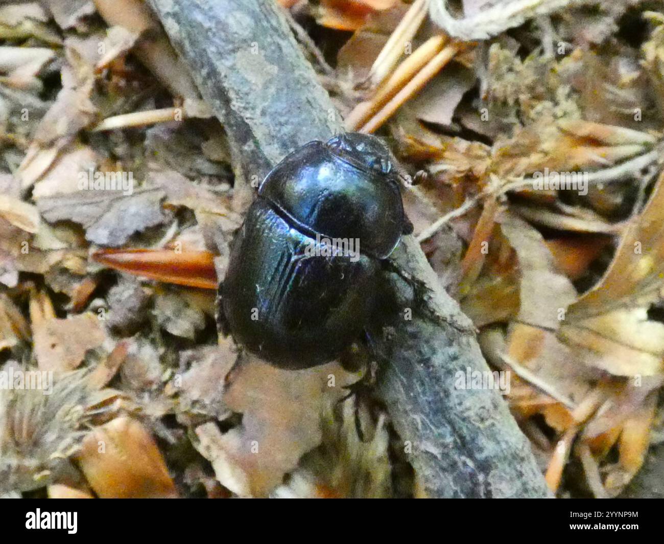 Woodland Dor Beetle (Anoplotrupes stercorosus Stock Photo - Alamy