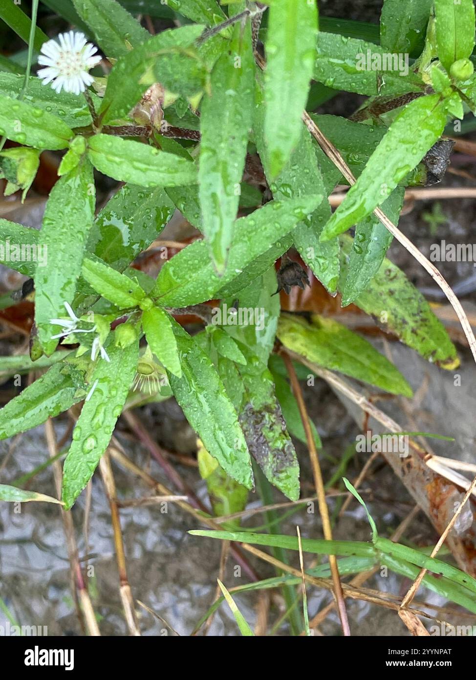 false daisy (Eclipta prostrata Stock Photo - Alamy