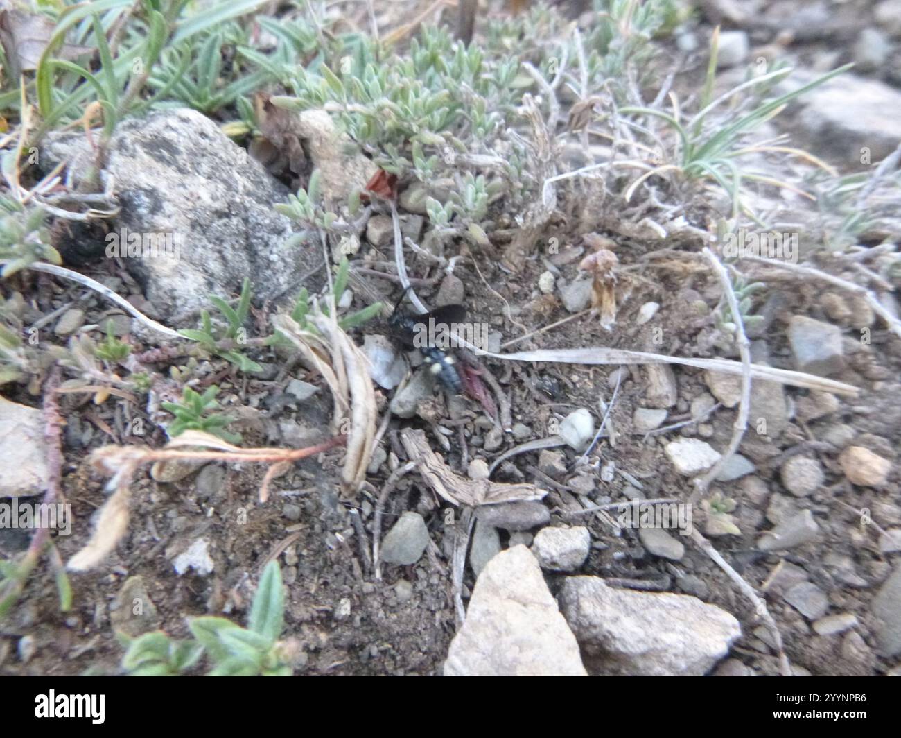 Scoliid Wasps (Scoliidae Stock Photo - Alamy