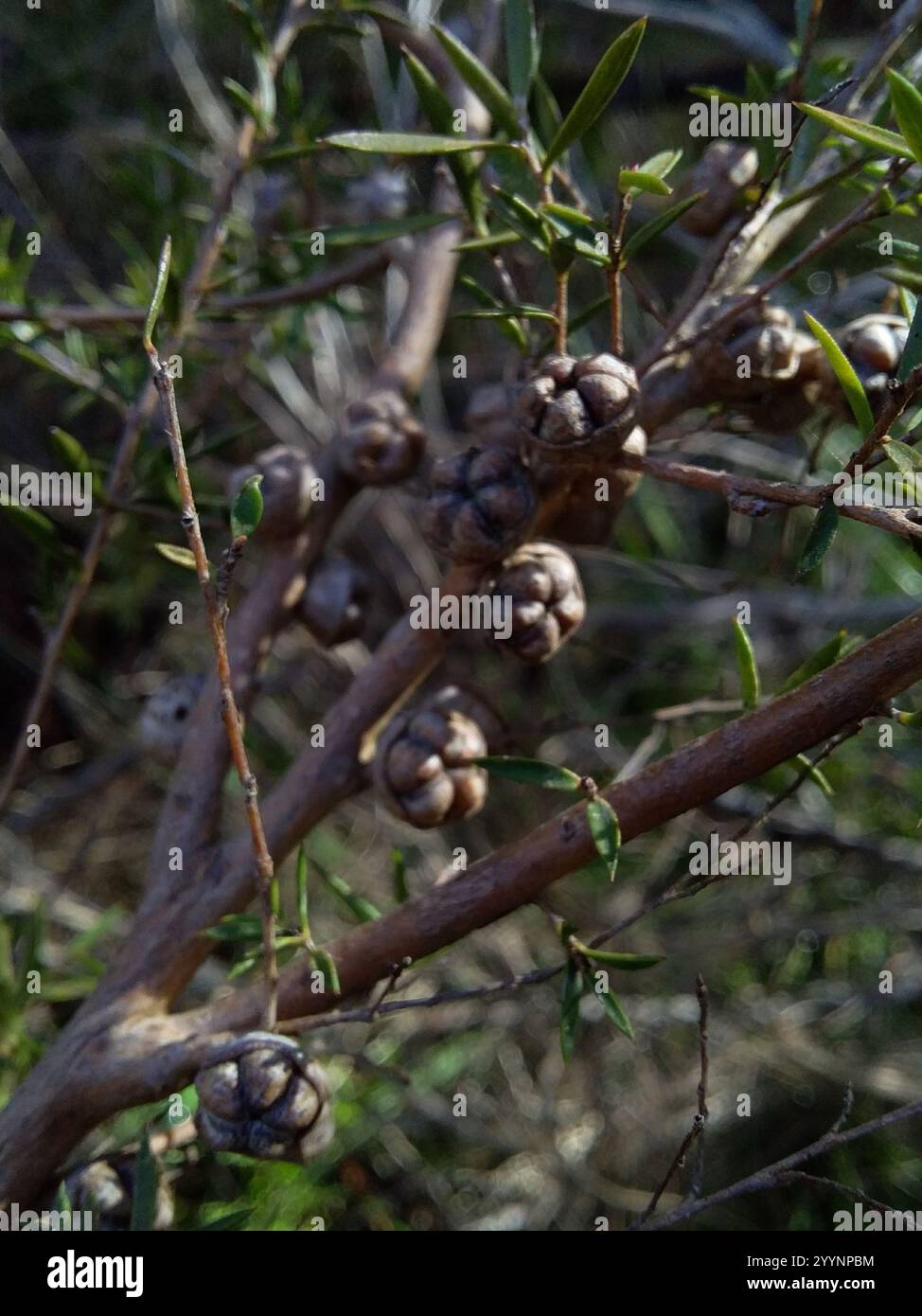 prickly tea-tree (Leptospermum continentale Stock Photo - Alamy