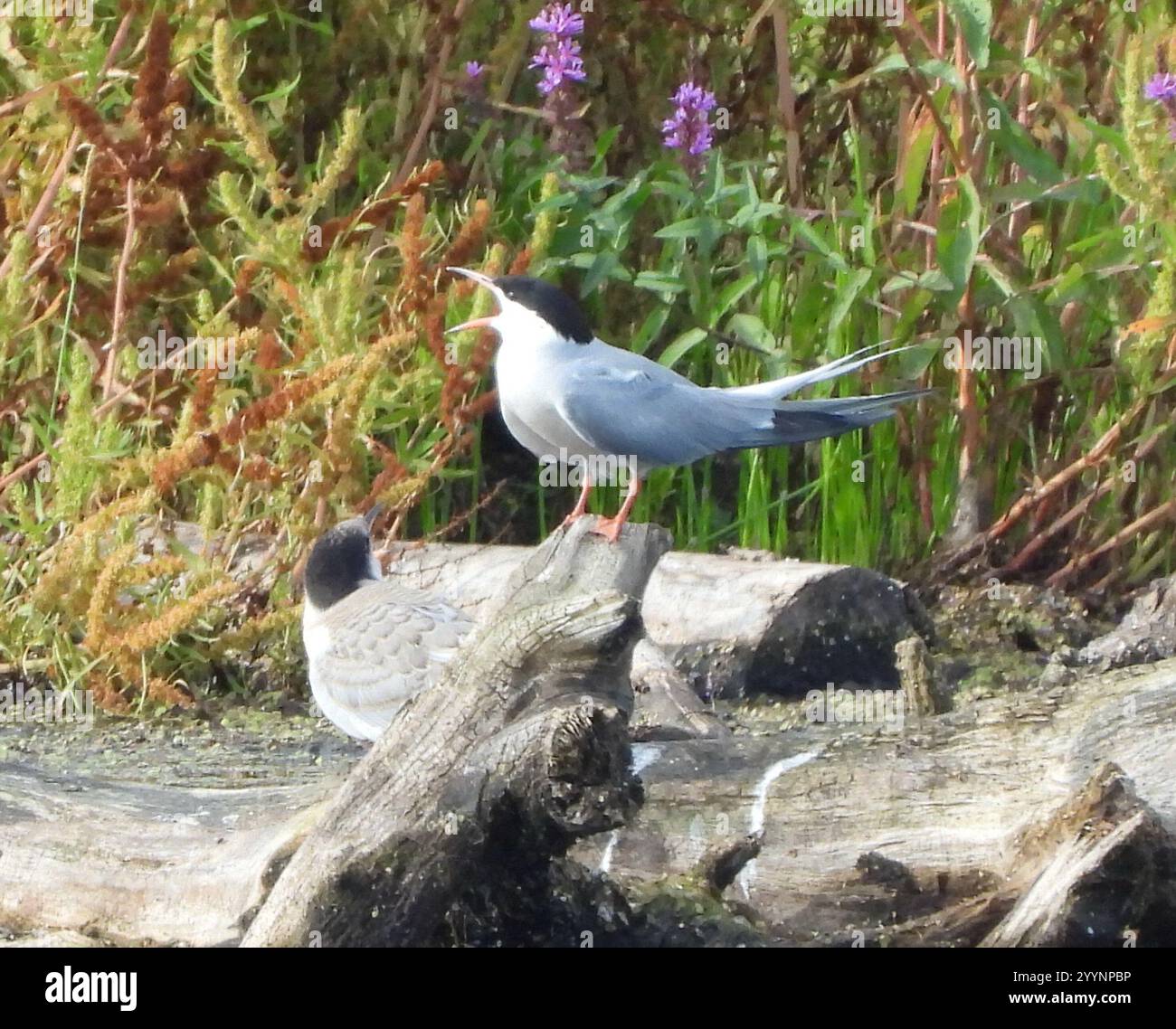 Common Tern (Sterna hirundo Stock Photo - Alamy