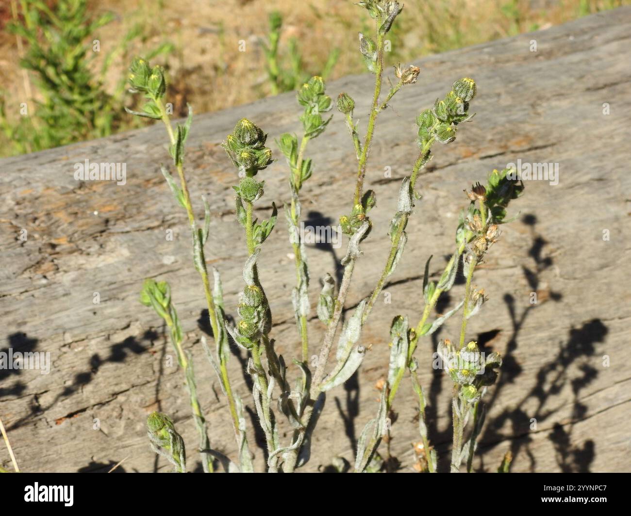 Madia sativa hi-res stock photography and images - Alamy