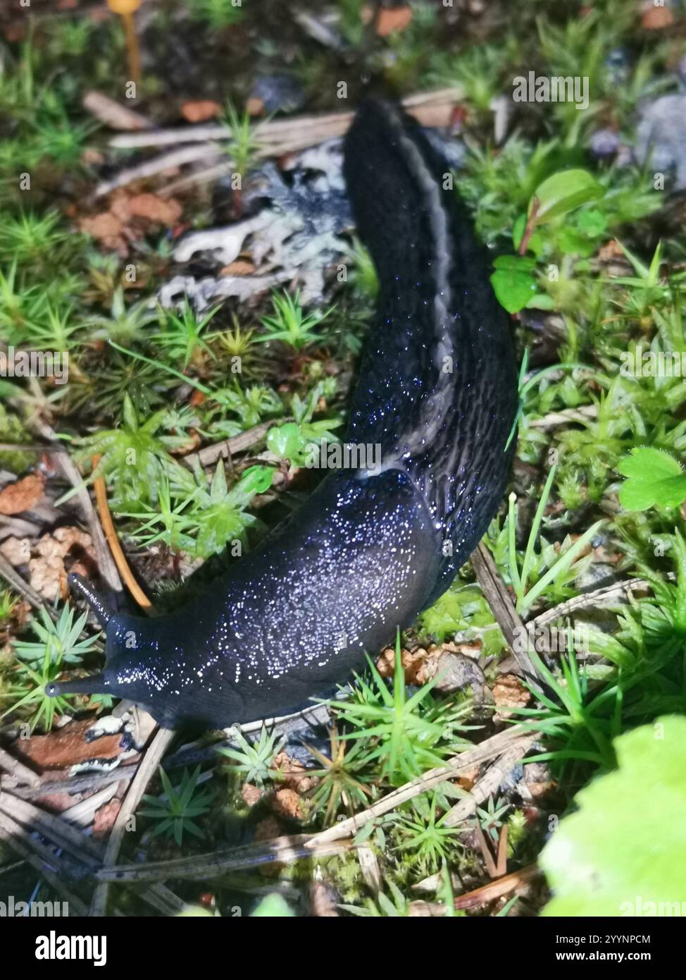 Ash-black Slug (Limax cinereoniger Stock Photo - Alamy