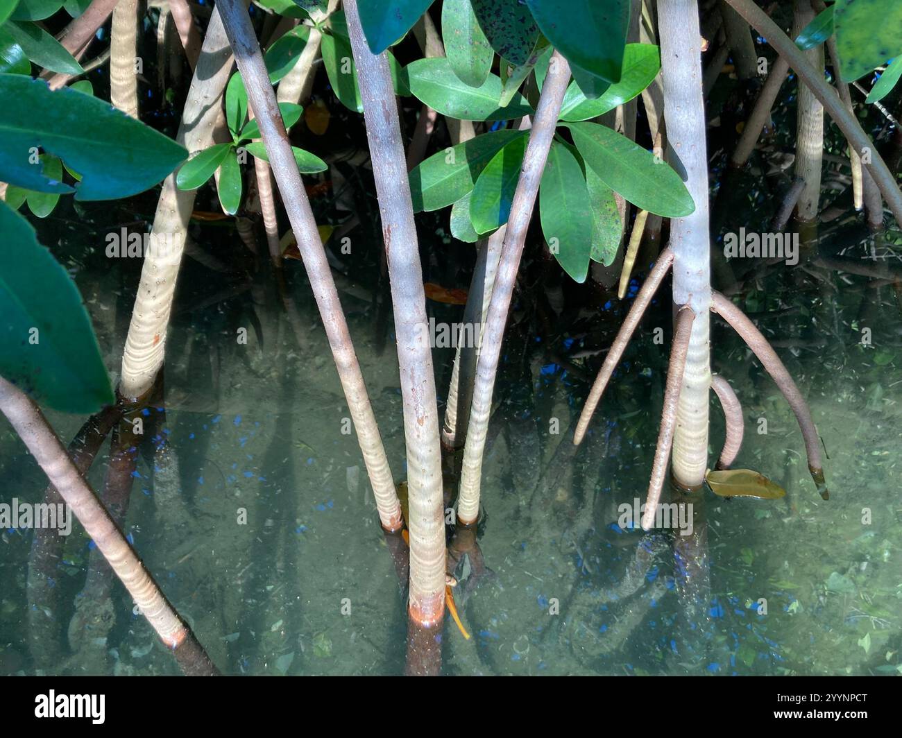 red mangrove (Rhizophora mangle Stock Photo - Alamy
