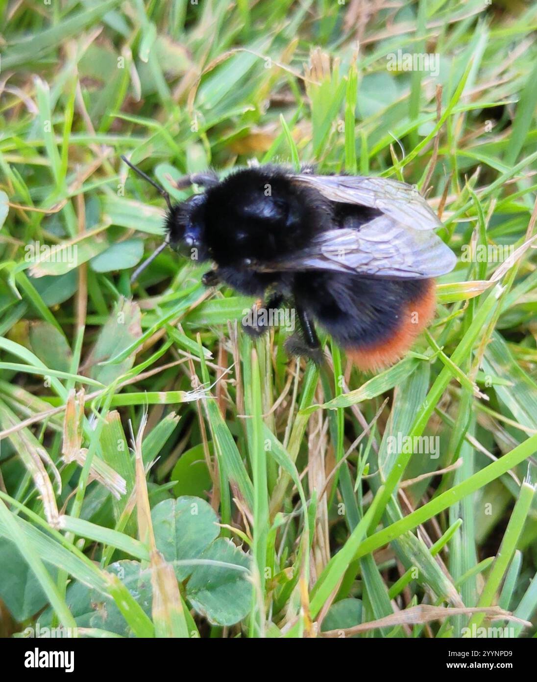 Red-tailed Bumble Bee (Bombus lapidarius Stock Photo - Alamy