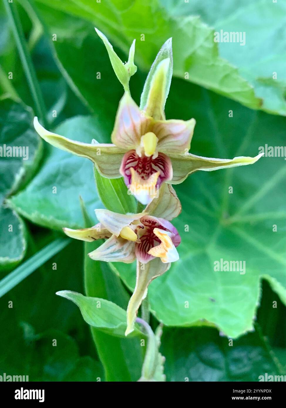 Stream Orchid (Epipactis gigantea Stock Photo - Alamy