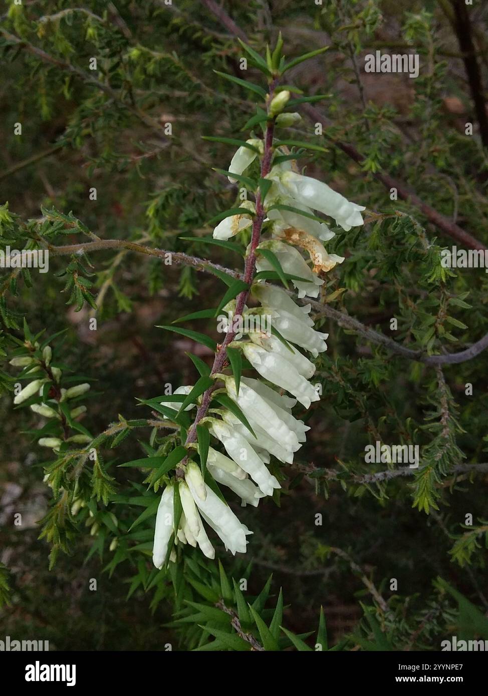 Common Heath (Epacris impressa Stock Photo - Alamy