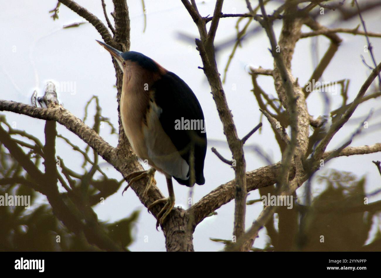African Little Bittern (Botaurus minutus payesii Stock Photo - Alamy