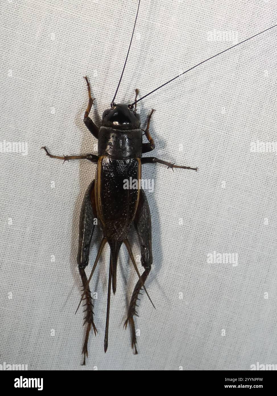 Fall Field Cricket (Gryllus pennsylvanicus Stock Photo - Alamy