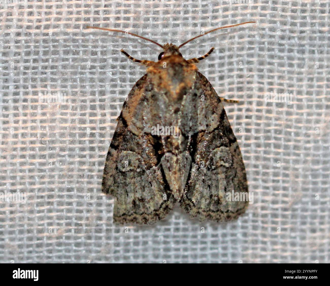 Exhausted Brocade (Neoligia exhausta Stock Photo - Alamy