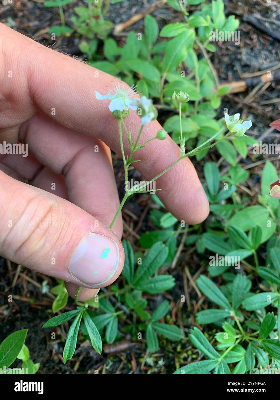 three-toothed cinquefoil (Sibbaldiopsis tridentata Stock Photo - Alamy
