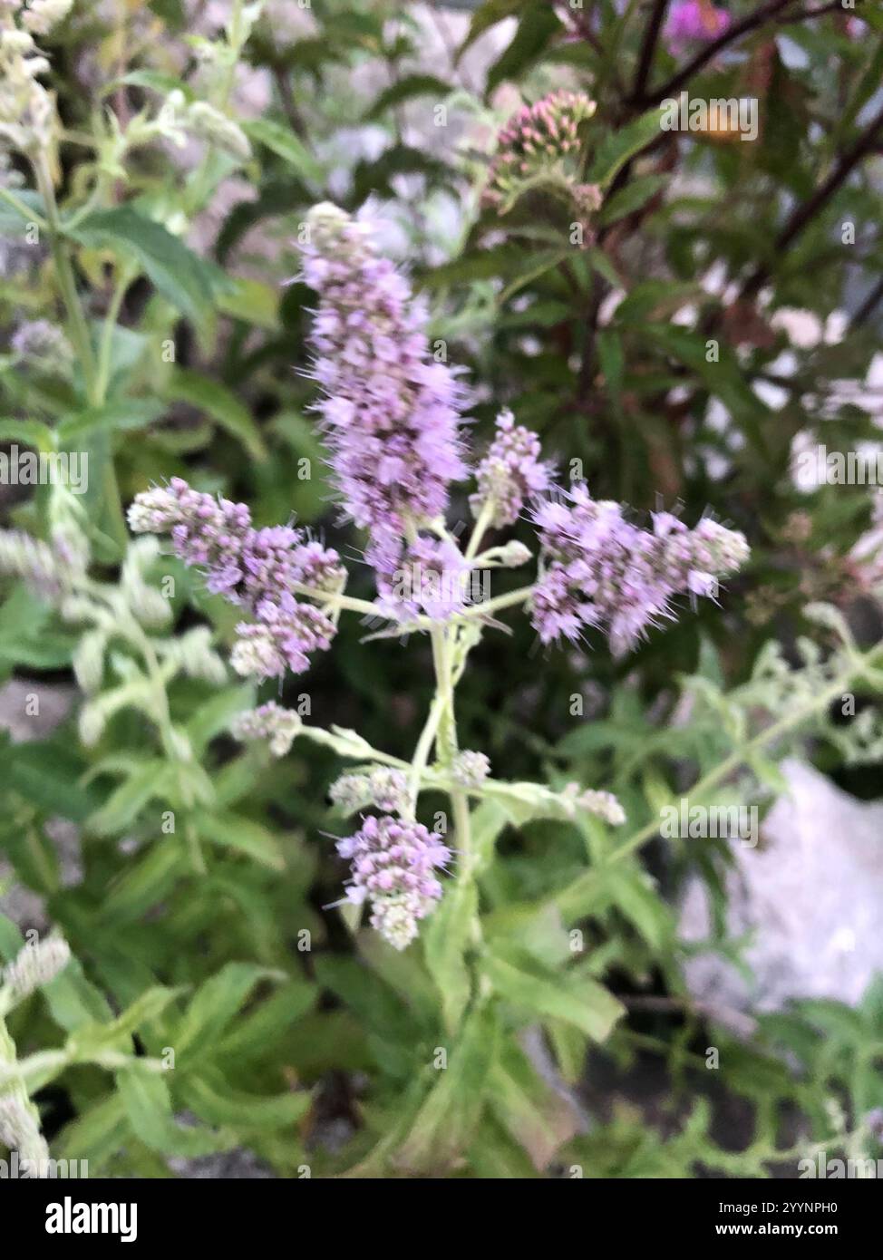 Horse Mint (Mentha longifolia Stock Photo - Alamy