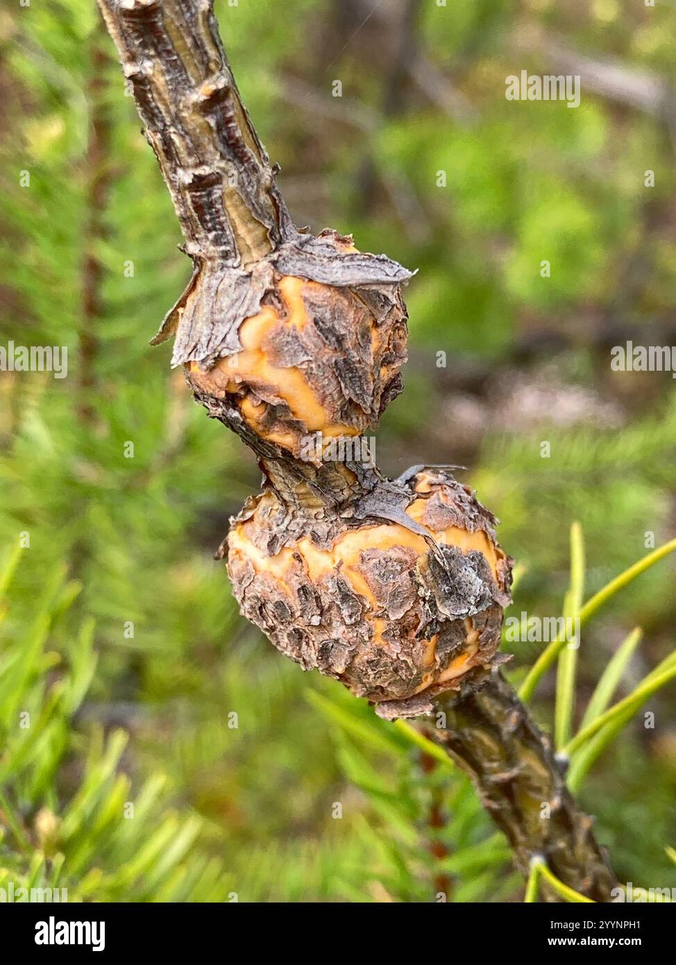 Western Gall Rust (Cronartium harknessii Stock Photo - Alamy