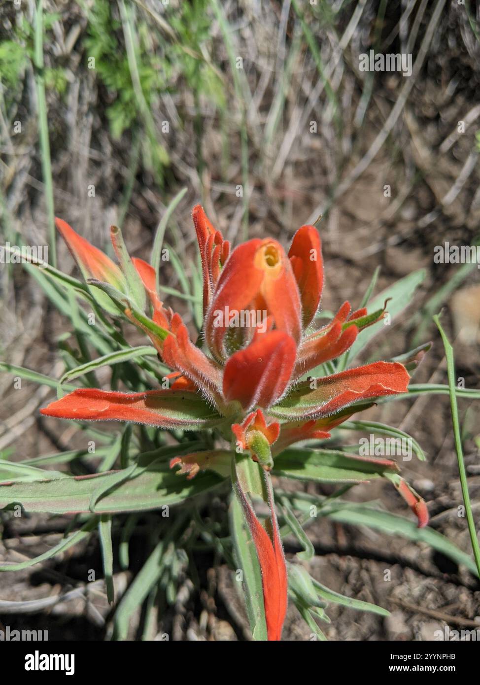 Wholeleaf Paintbrush (Castilleja integra Stock Photo - Alamy