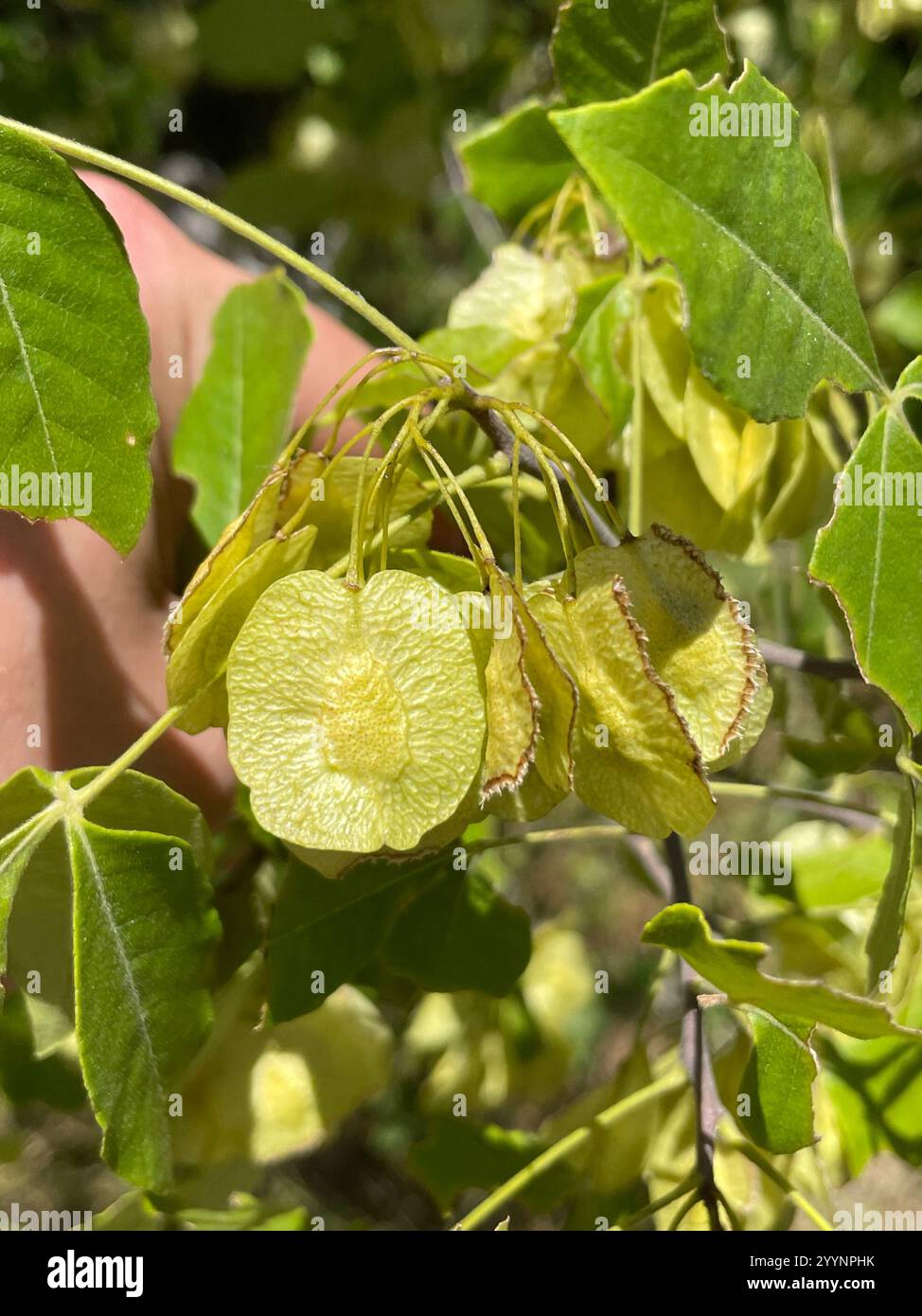 common hoptree (Ptelea trifoliata Stock Photo - Alamy