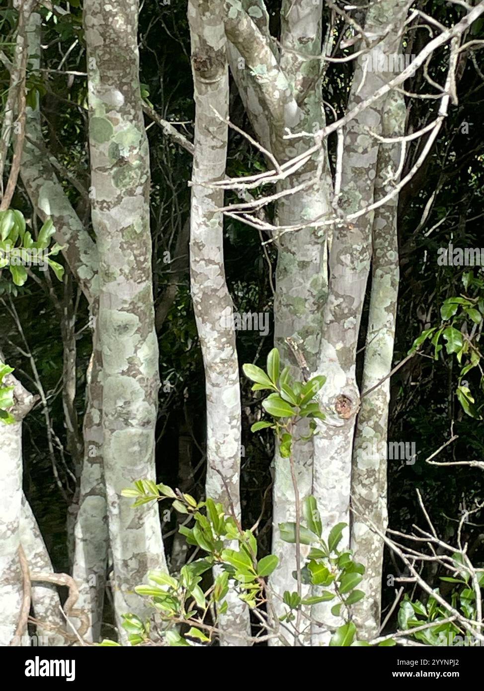 soapberry family (Sapindaceae Stock Photo - Alamy