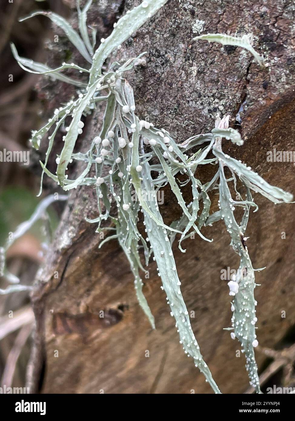 cartilage lichen (Ramalina celastri Stock Photo - Alamy