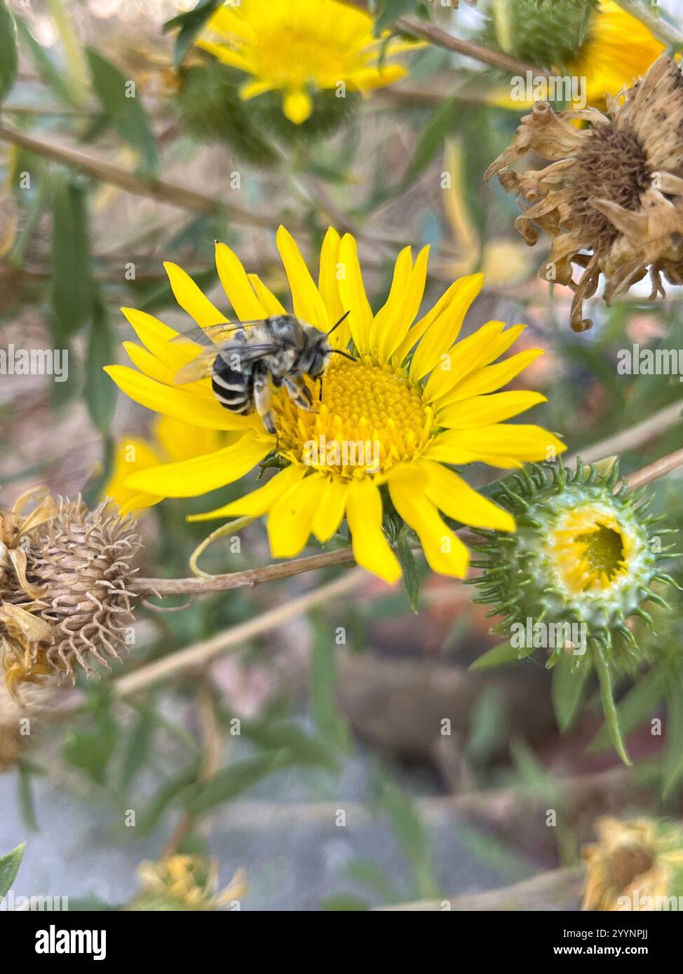 Urbane digger bee hi-res stock photography and images - Alamy