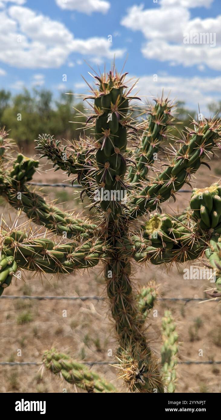 tree cholla (Cylindropuntia imbricata Stock Photo - Alamy