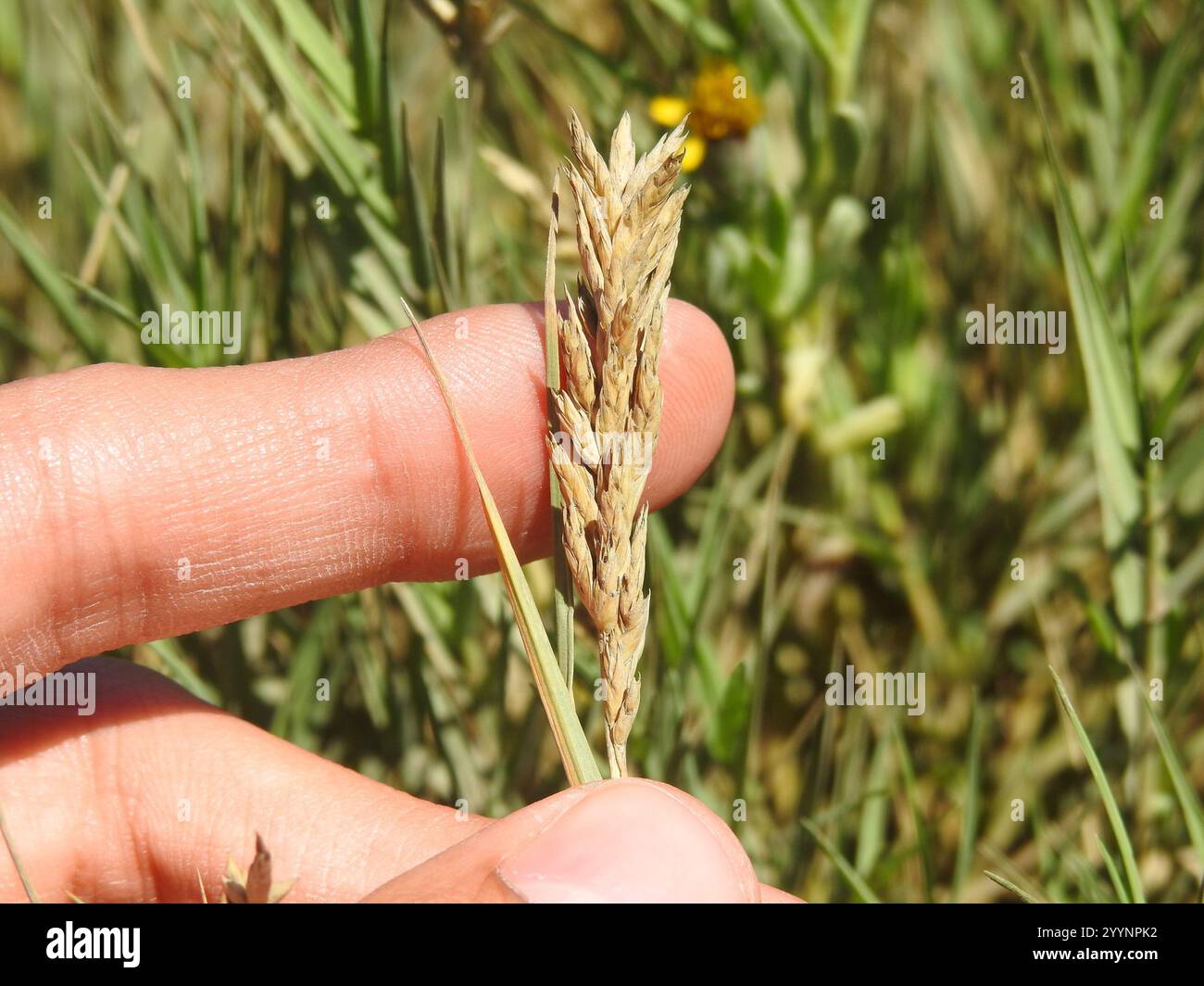 Saltgrass (Distichlis spicata Stock Photo - Alamy
