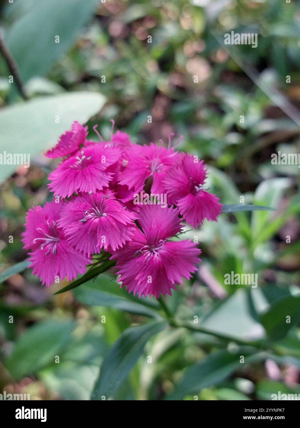 Sweet-William (Dianthus barbatus Stock Photo - Alamy