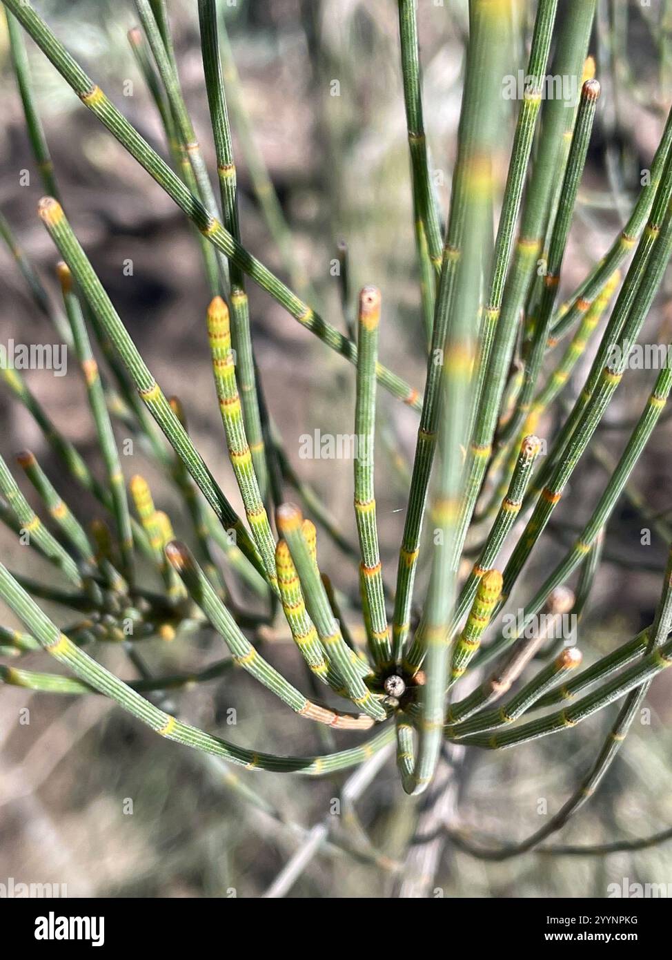 Buloke hi-res stock photography and images - Alamy