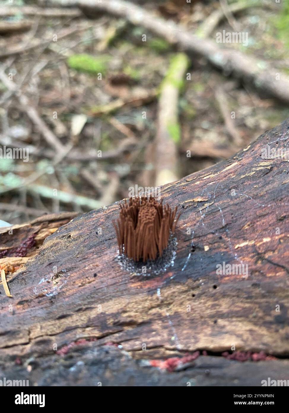chocolate tube slime (Stemonitis splendens Stock Photo - Alamy