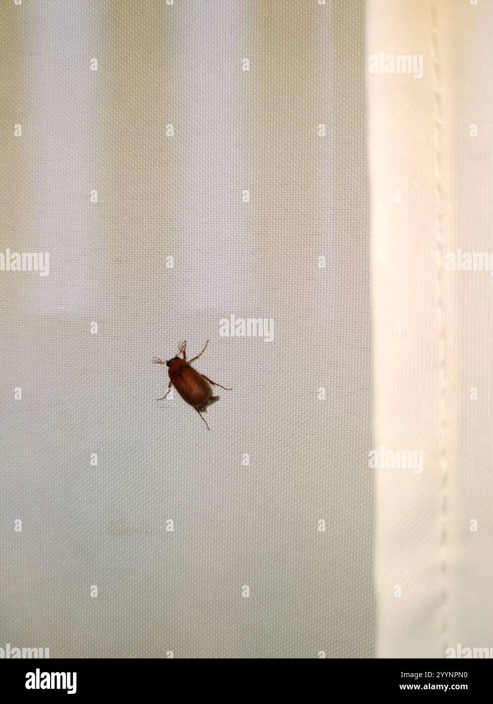 Brown Chafer (Serica brunnea Stock Photo - Alamy