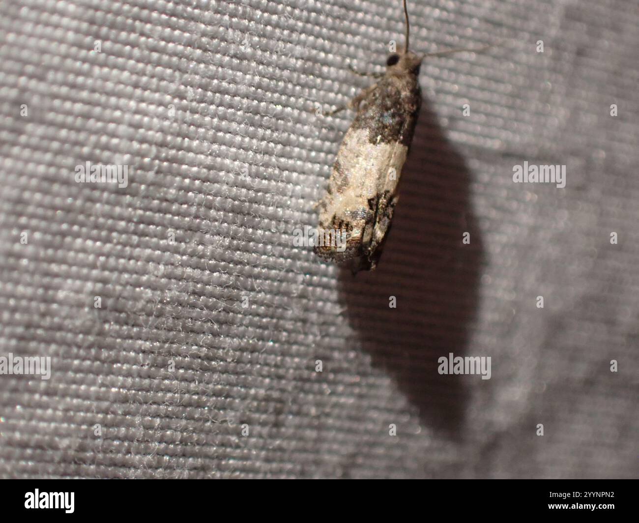 Eye-spotted Bud Moth (Spilonota ocellana Stock Photo - Alamy