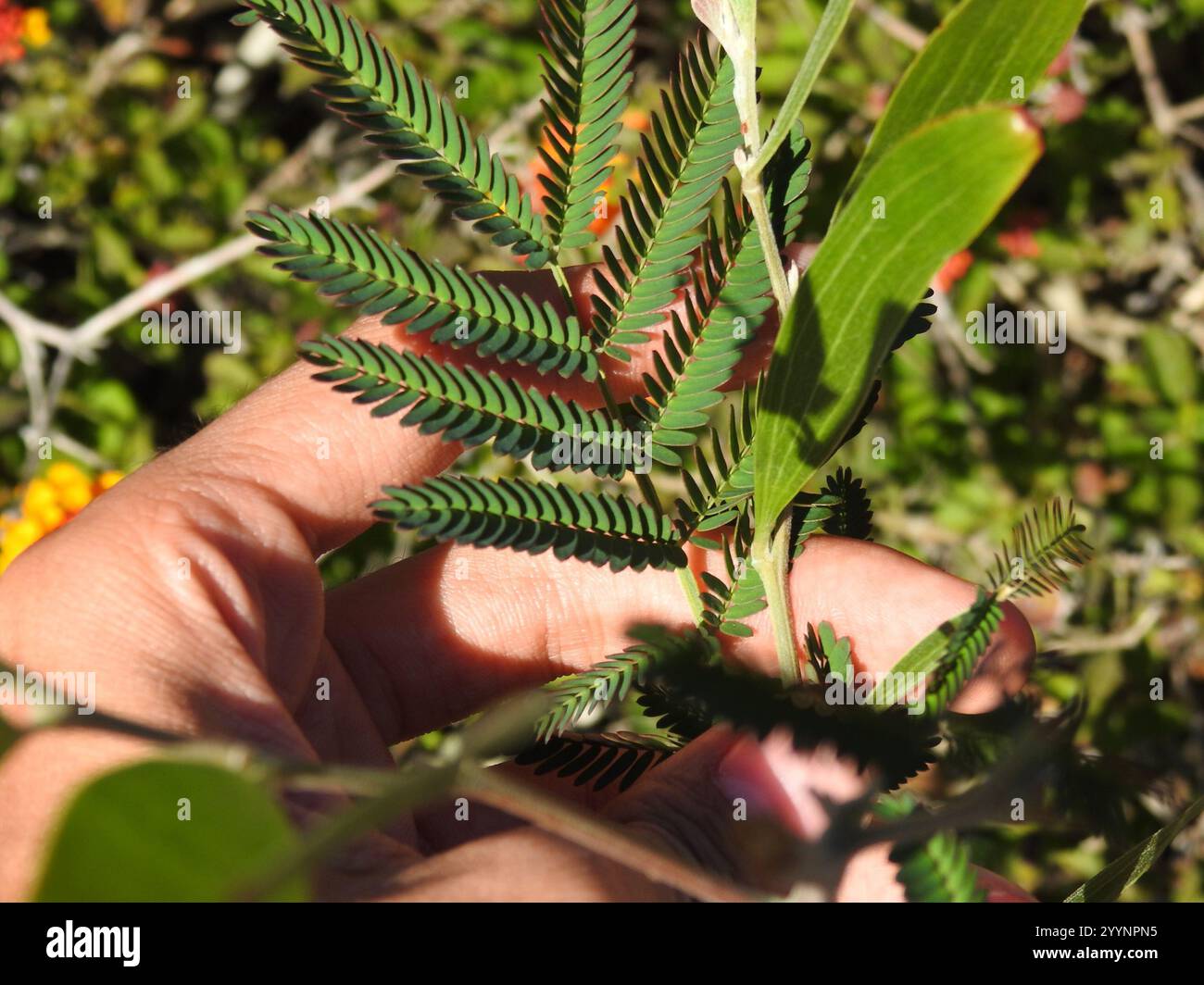 blackwood (Acacia melanoxylon Stock Photo - Alamy