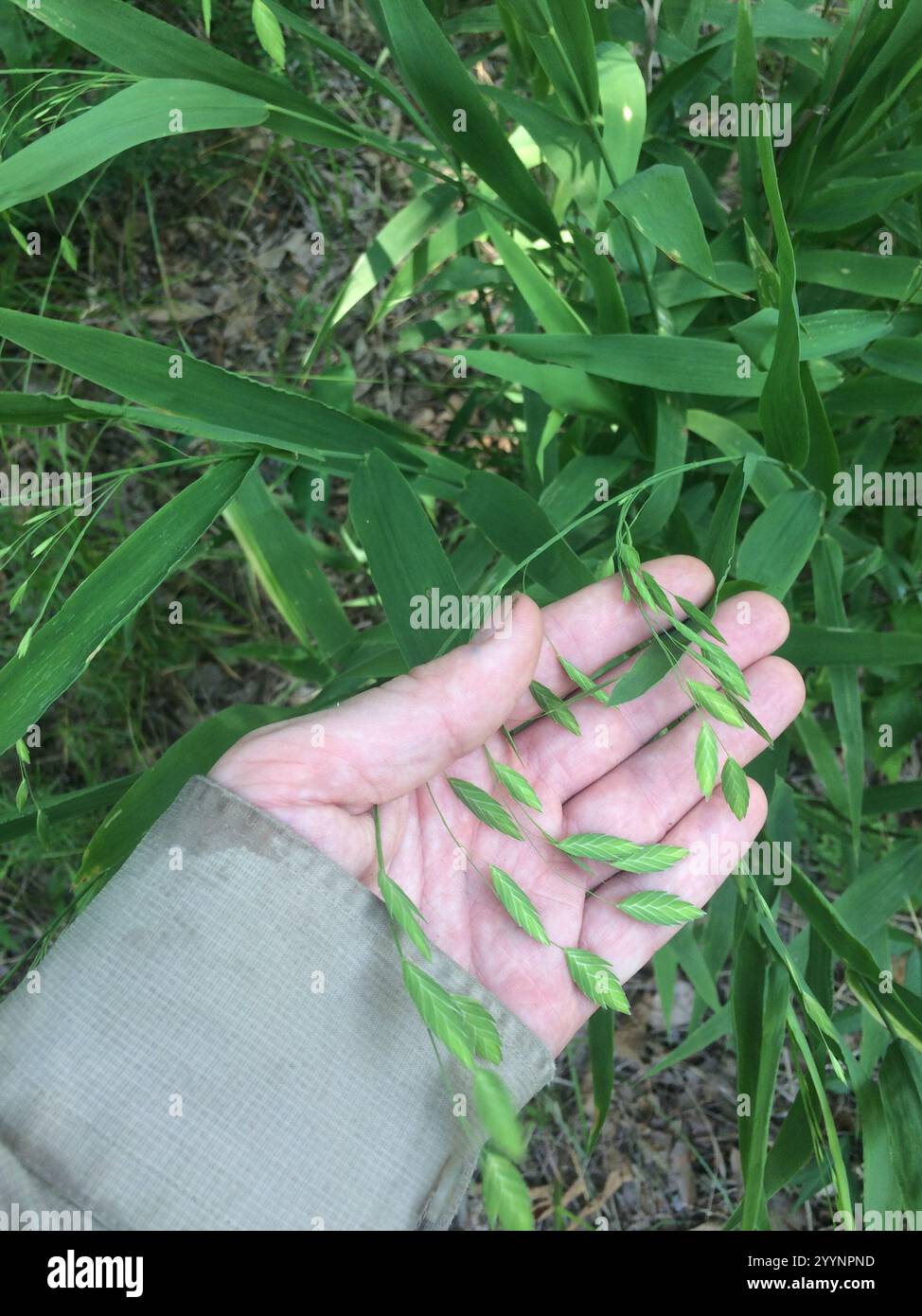inland wood oats (Chasmanthium latifolium Stock Photo - Alamy