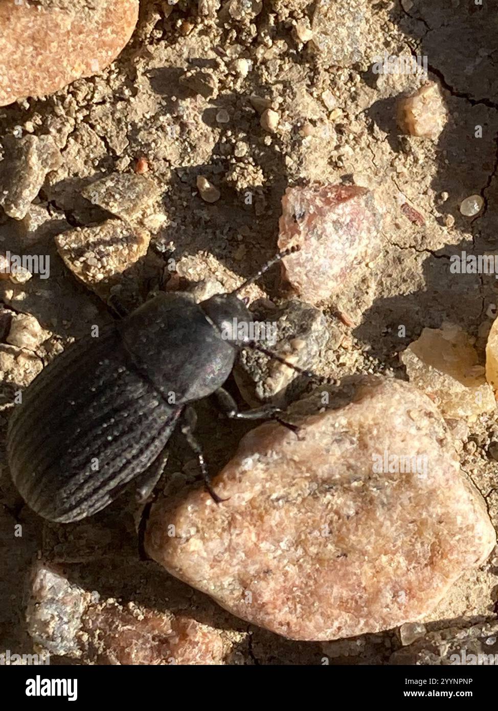 Three-ribbed Darkling Beetle (Eleodes tricostata Stock Photo - Alamy