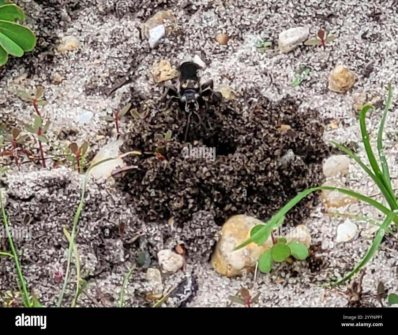 Larra bicolor hi-res stock photography and images - Alamy