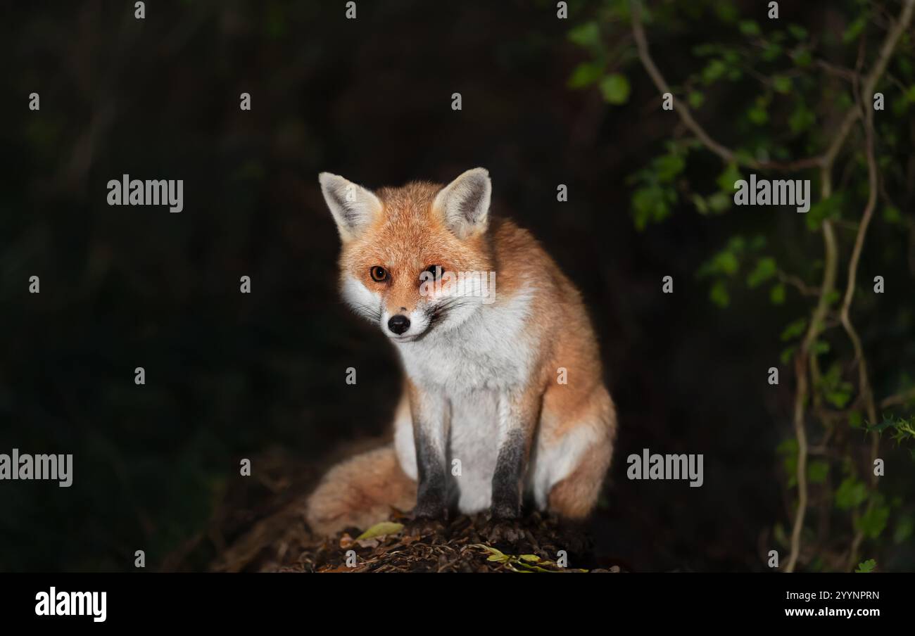Fox sitting hi-res stock photography and images - Alamy