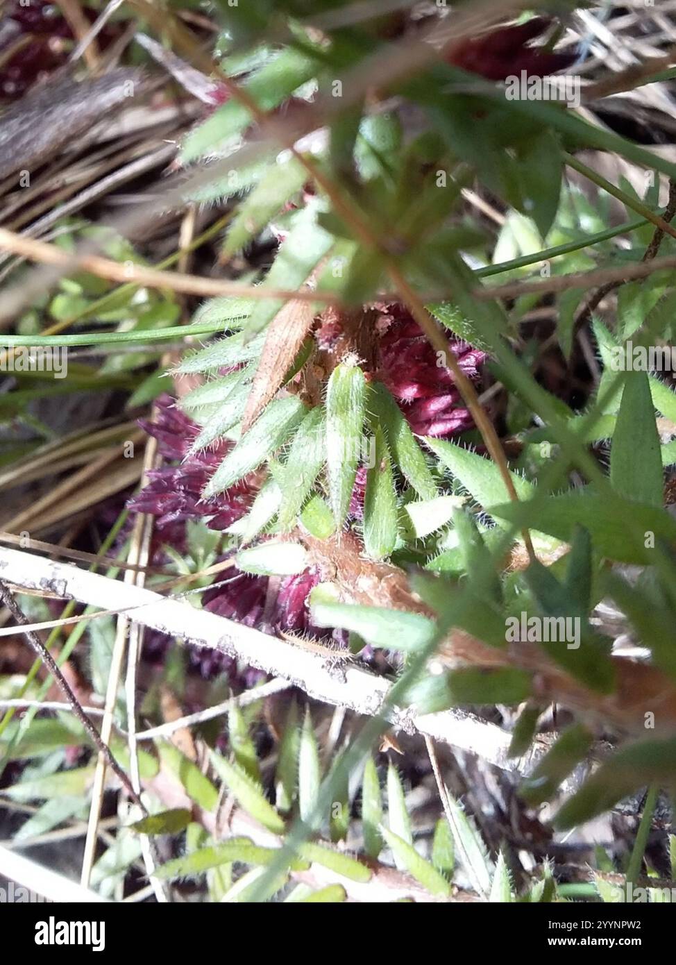 Mount Lofty Ground-berry (Acrotriche fasciculiflora Stock Photo - Alamy