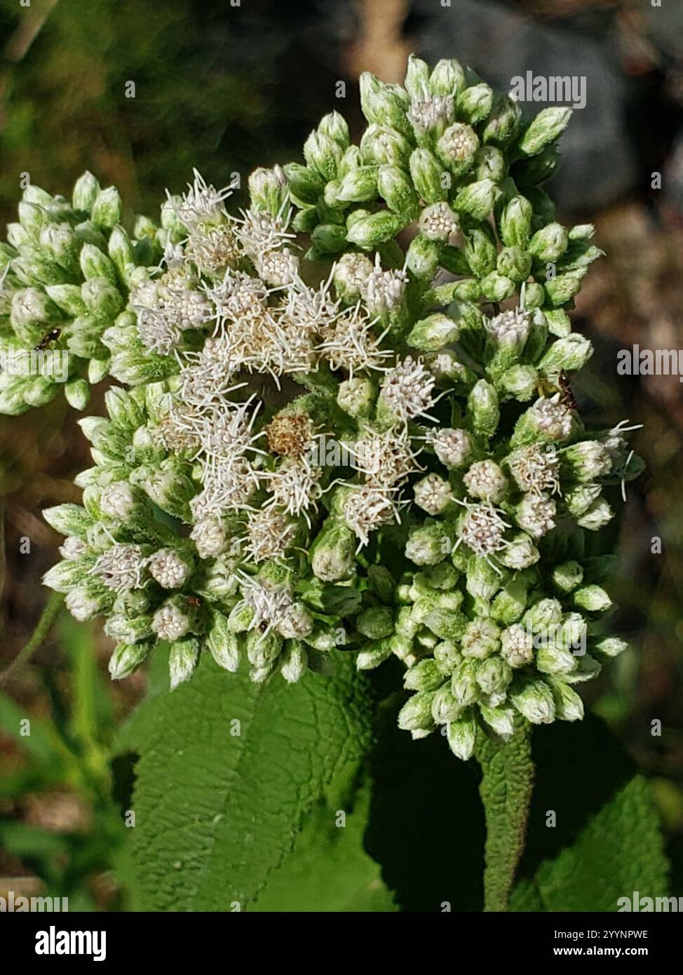 common boneset (Eupatorium perfoliatum Stock Photo - Alamy