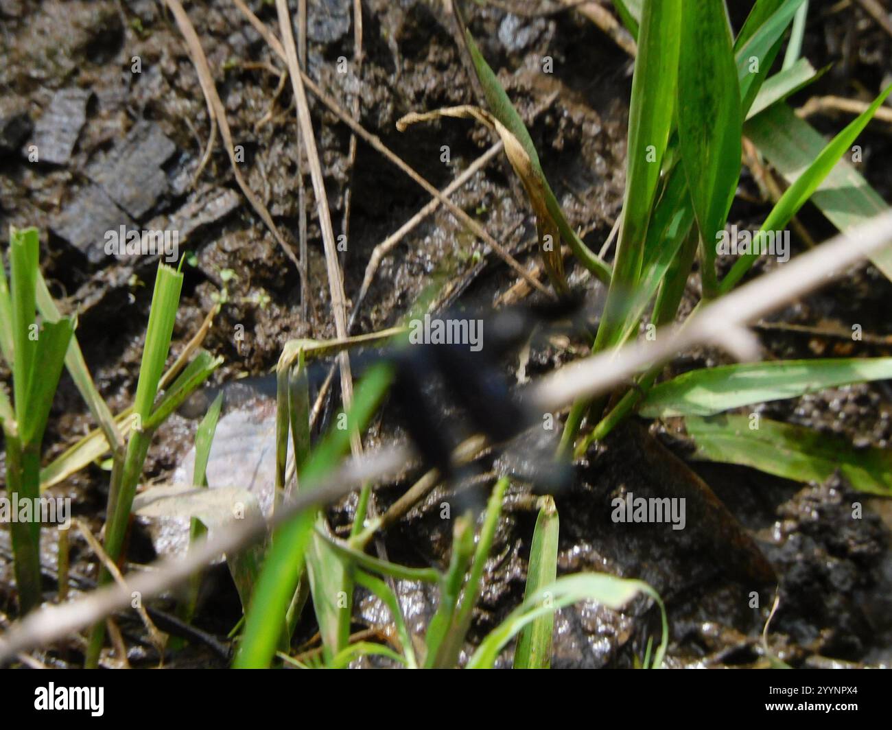 Black-winged Dragonlet (Erythrodiplax funerea Stock Photo - Alamy