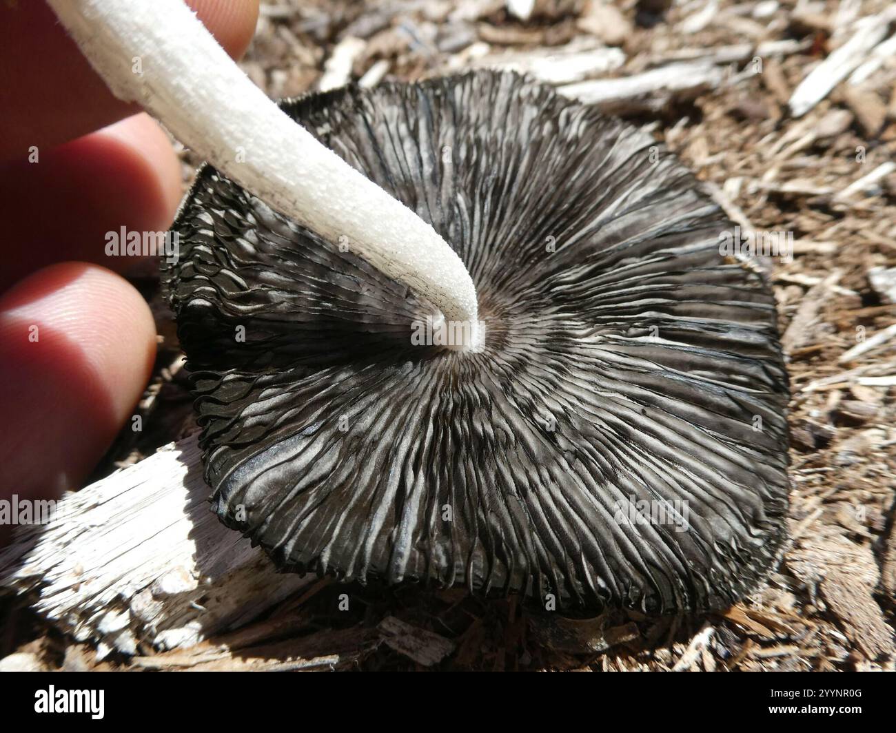 Brittlestems and Allies (Psathyrellaceae Stock Photo - Alamy