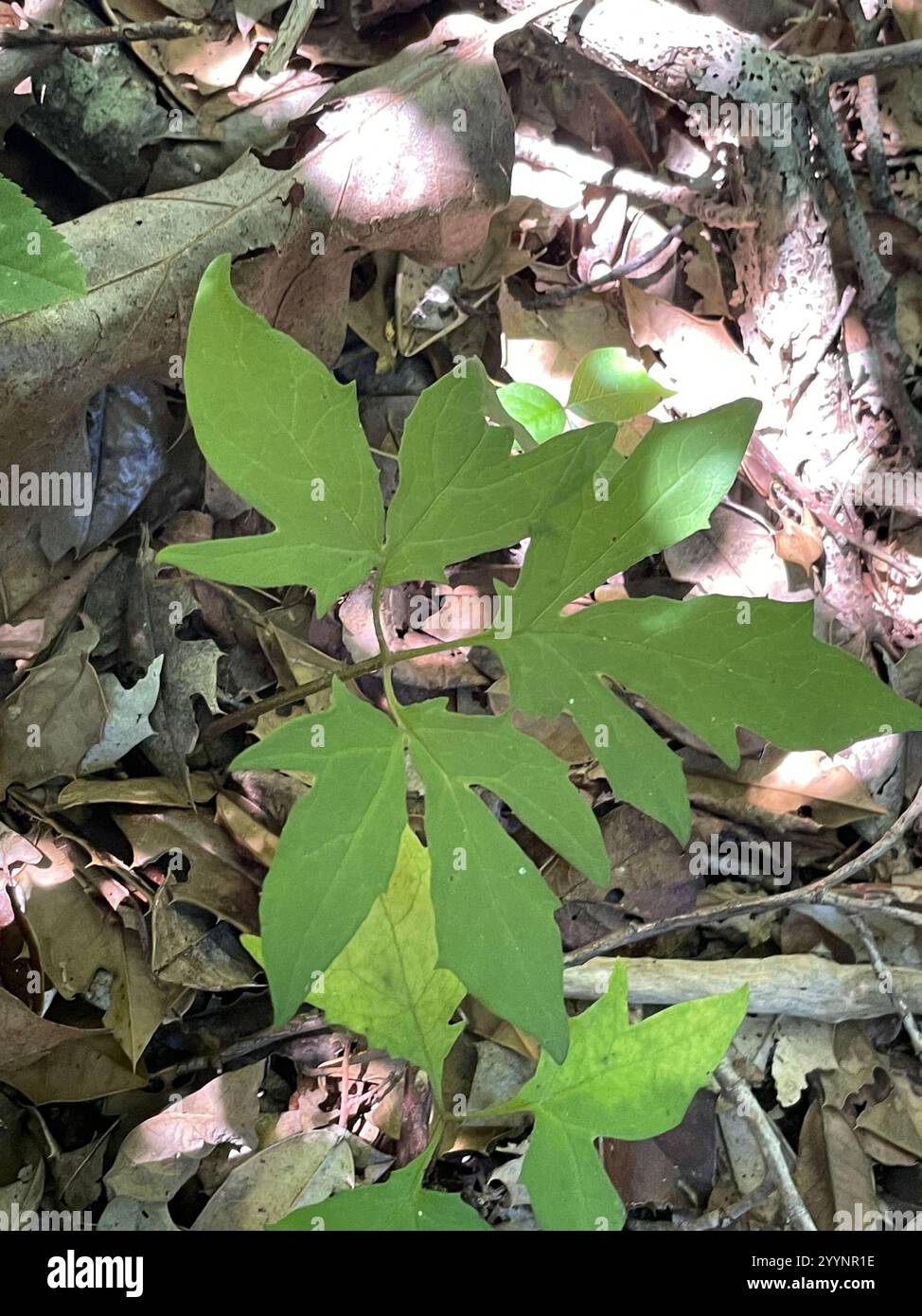 three-leaved rattlesnake root (Nabalus trifoliolatus Stock Photo - Alamy