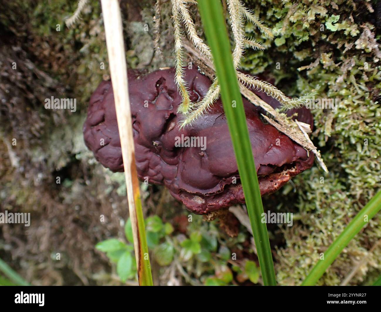 West Coast Reishi (Ganoderma oregonense Stock Photo - Alamy