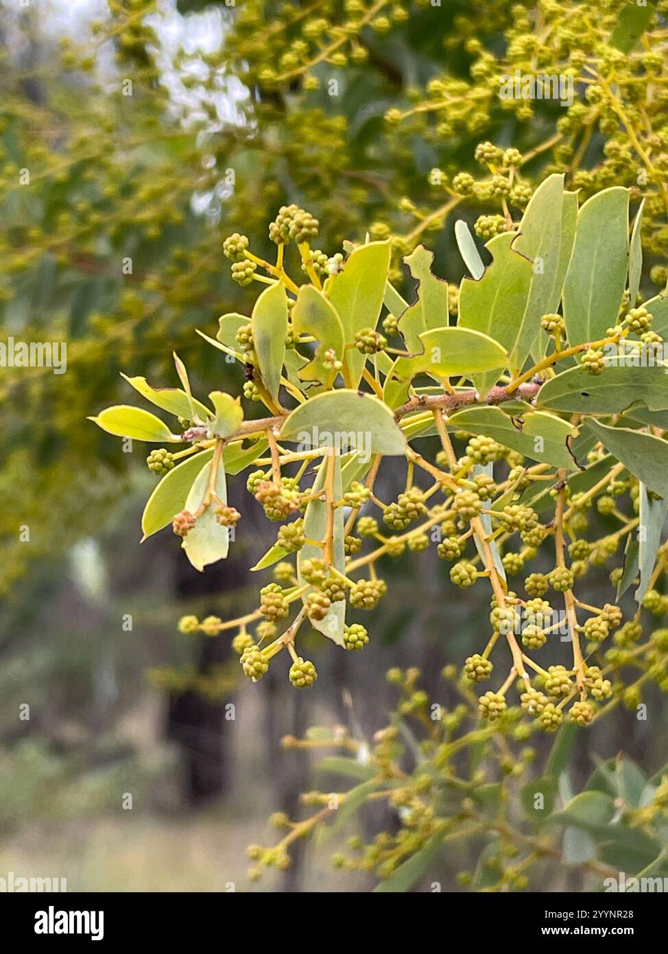 Golden Wattle (Acacia decora Stock Photo - Alamy