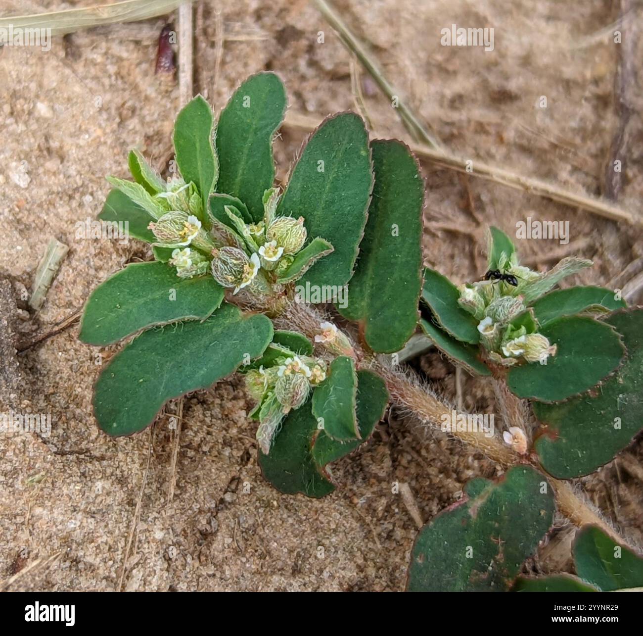 Spotted spurge (Euphorbia maculata Stock Photo - Alamy