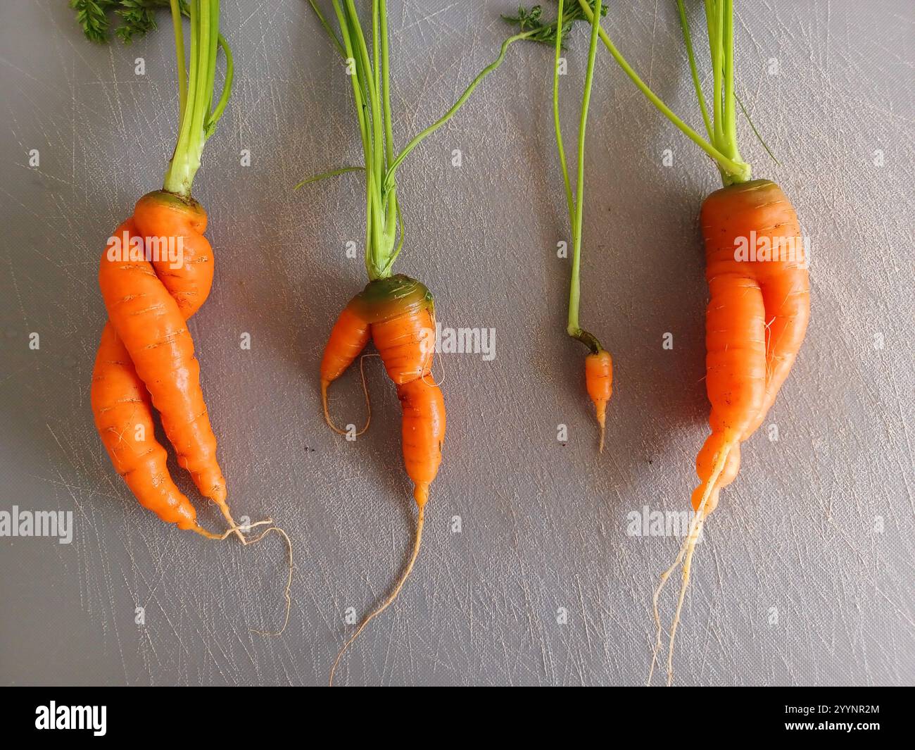 Most unusually shaped vegetables hi-res stock photography and images ...