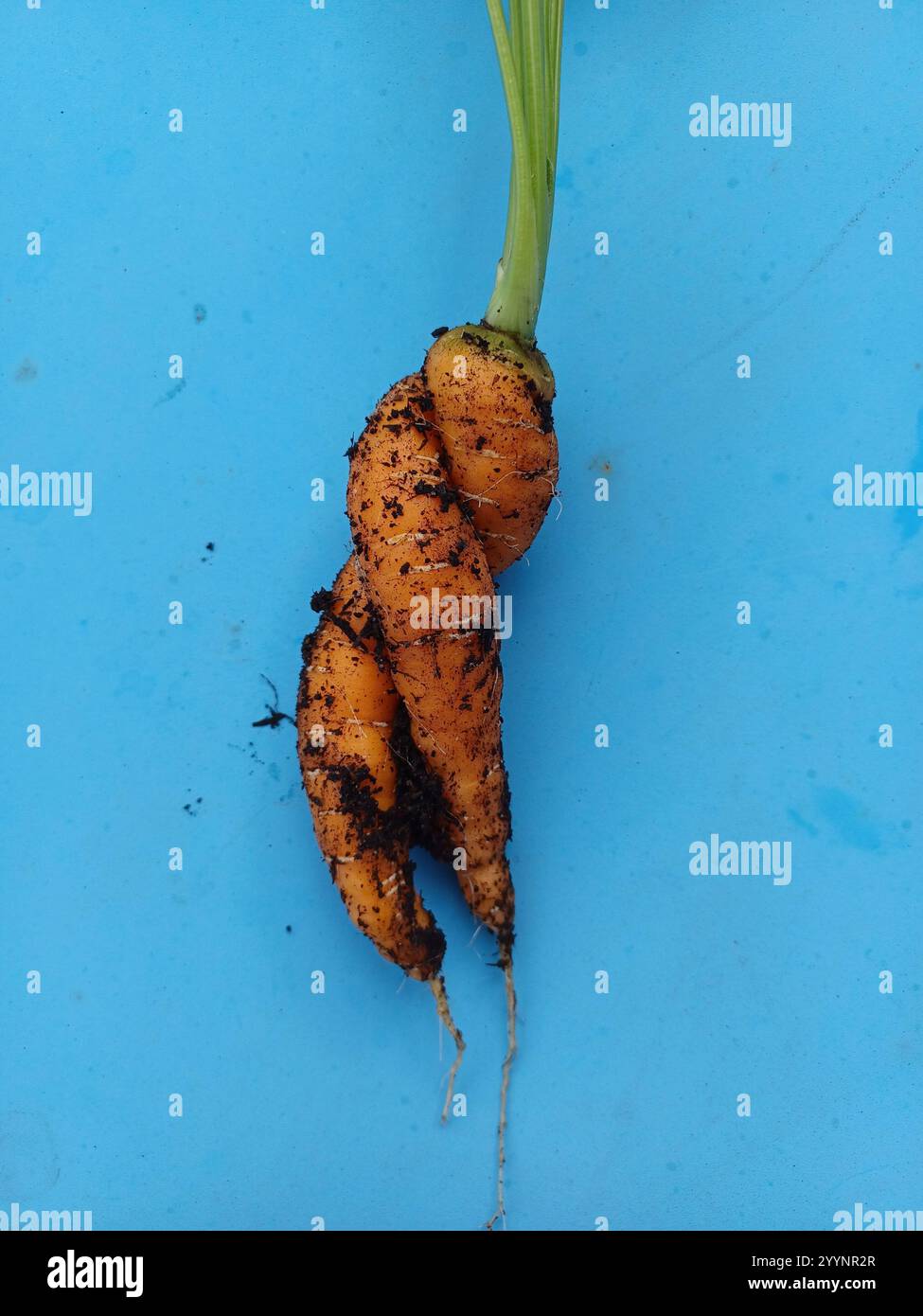 Muddy carrots hi-res stock photography and images - Alamy