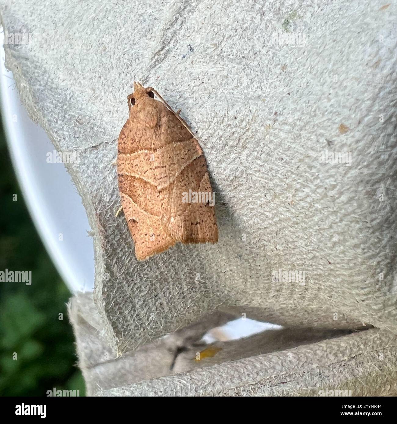 Woodgrain Leafroller Moth (Pandemis lamprosana Stock Photo - Alamy